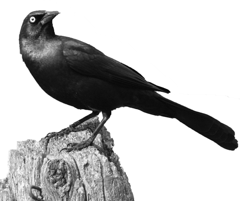 The Nuisance Birds Duo Starlings and Grackles | Bird B Gone Blog